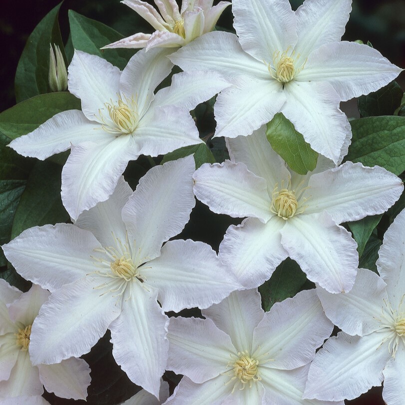 Klematis Storblommig - Storblommiga Klematis
