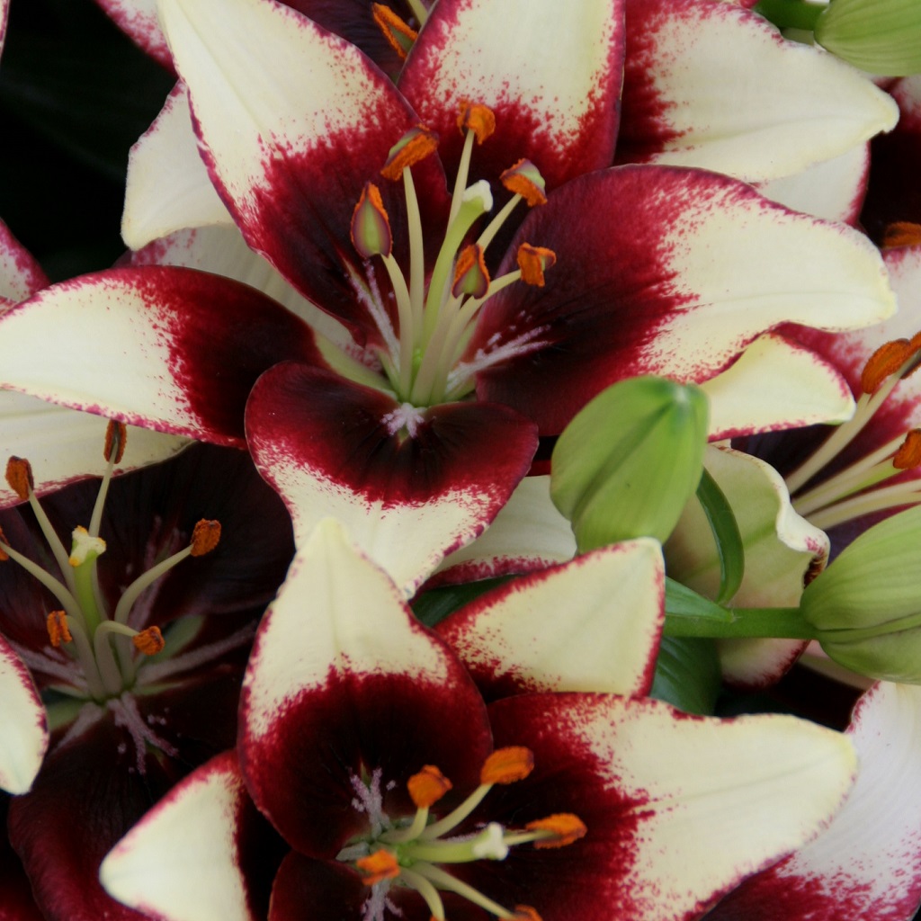 Asiatisk Lilja Curitiba 3st - Asiatisk Lilja