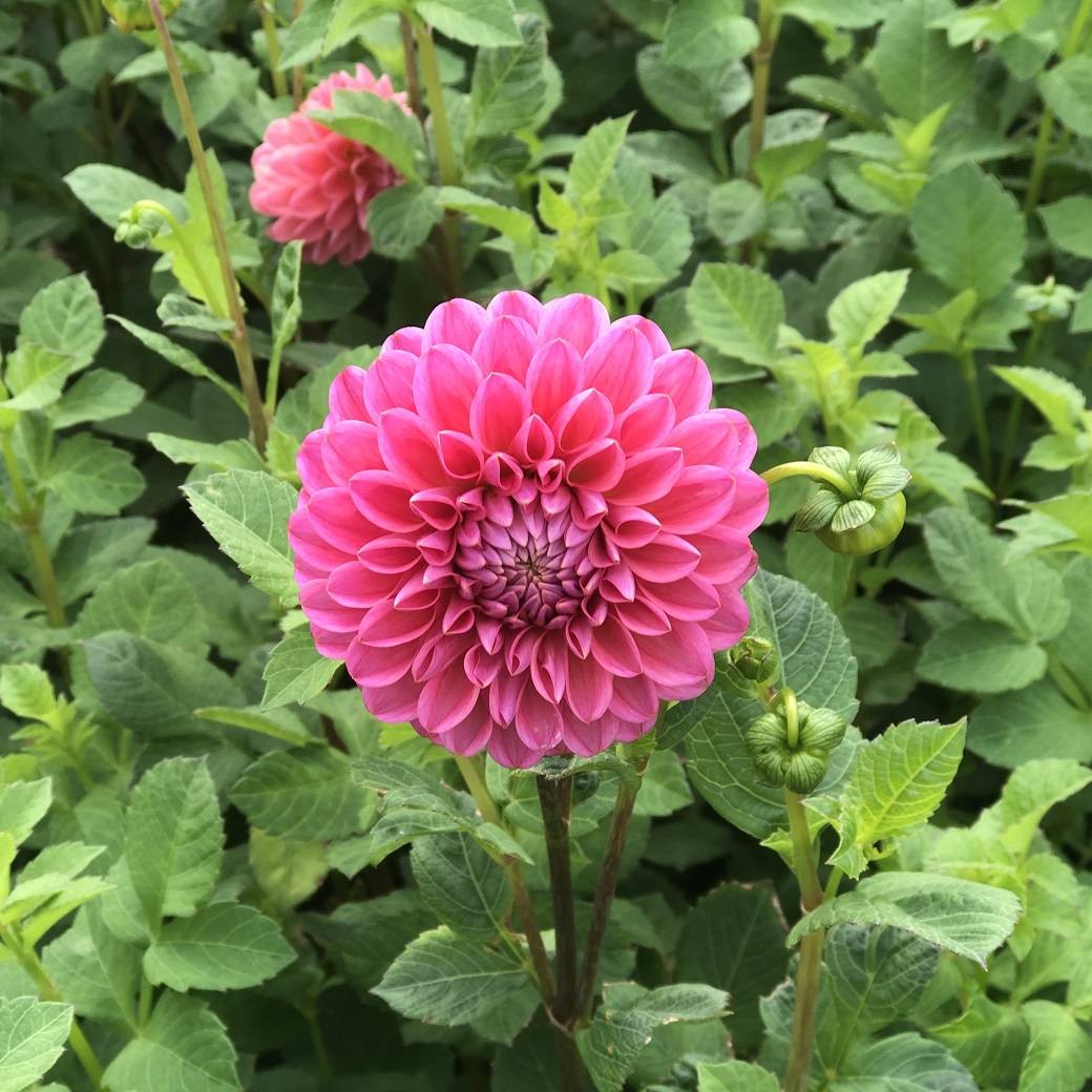 Dahlia Boll Dikara Superb 1st - Boll - Dahliaknölar