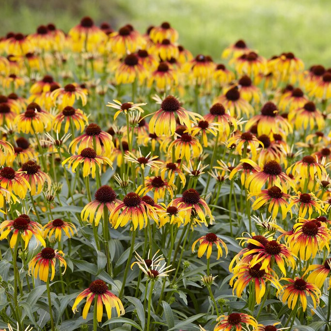 Solhatt - Perenner - Trädgårdsväxter - Växter