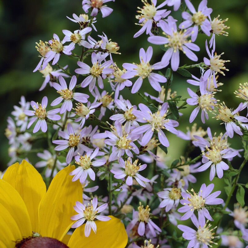 Eurybia (Aster) divaricata Silver Spray, Skogsaster