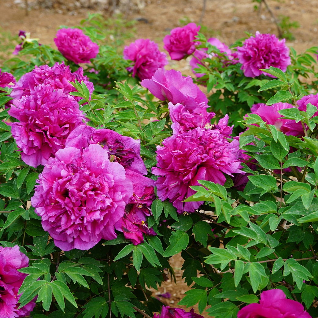 Paeonia rockii-flare Noble Crown (Jing Zi Guan Yin Xian), Buskpion ...