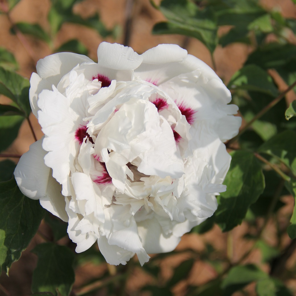 Paeonia rockii-flare Touch of Purple (Jing Xue Juan), Buskpion ...