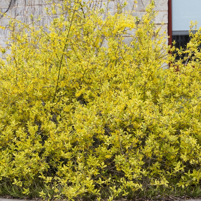 Hybridforsythia - Buskar - Trädgårdsväxter - Växter