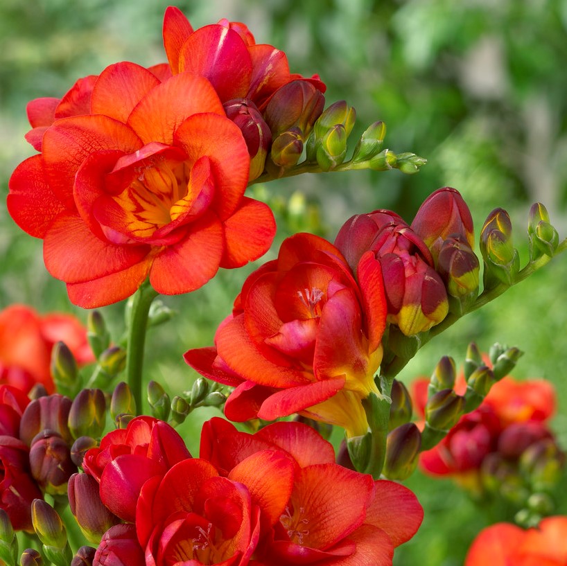 Freesia Dubbel Röd 20st - Freesia - Vårplantering