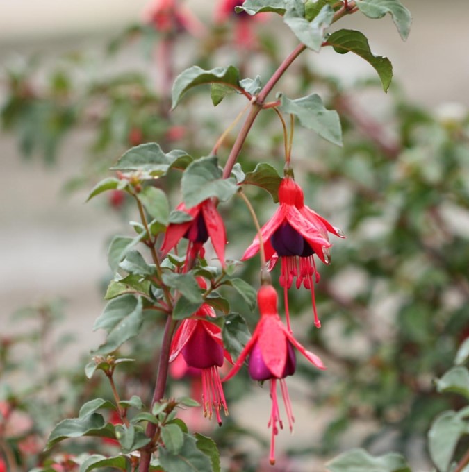 Fuchsia - Buskar - Trädgårdsväxter - Växter