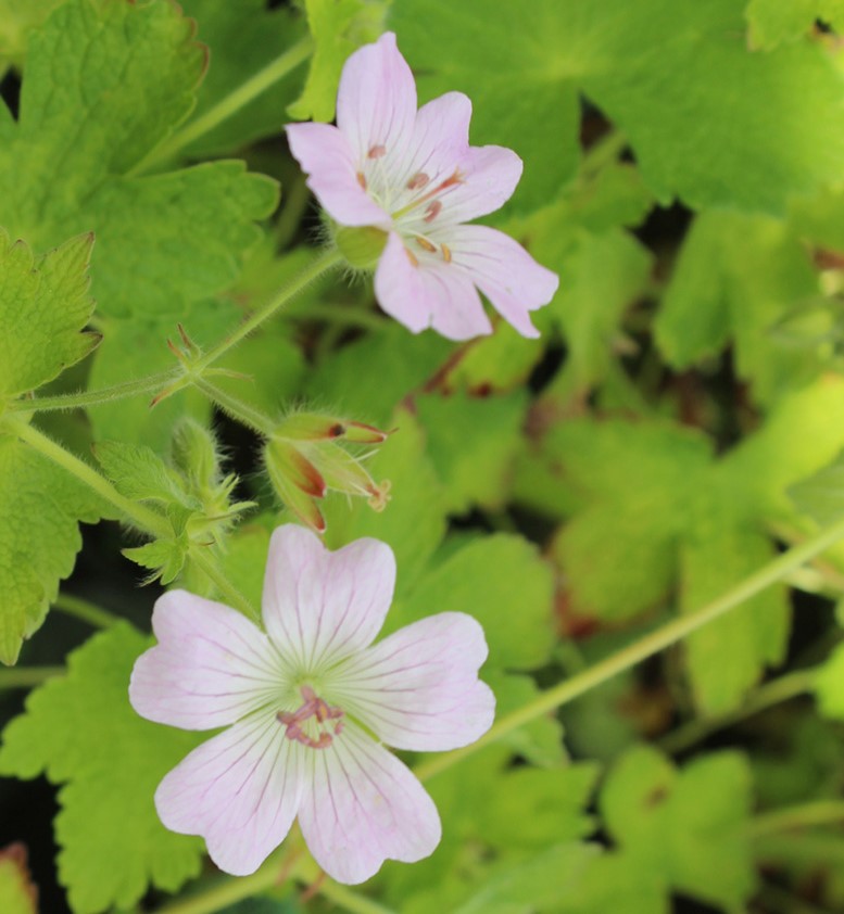 Geranium renardii Chantilly, Nätnäva, C11cm