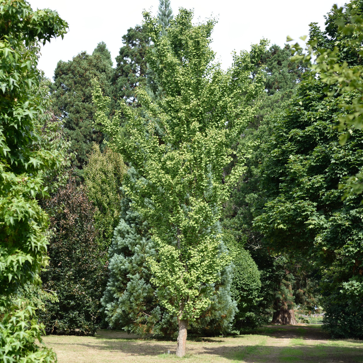 Ginkgo biloba Fastigiata, Pelarginkgo, 20-40 C3
