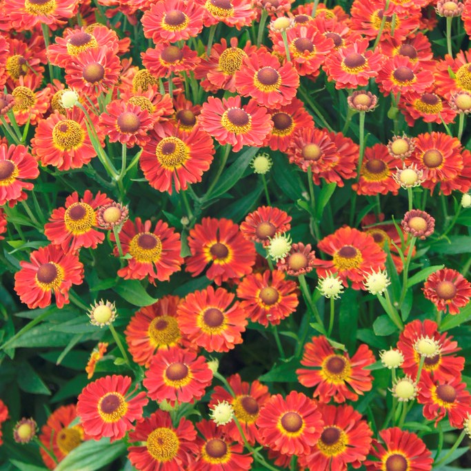 Helenium aut. hybr. Bandera ®, Trädgårdssolbrud, jumbo stickling 3-pack