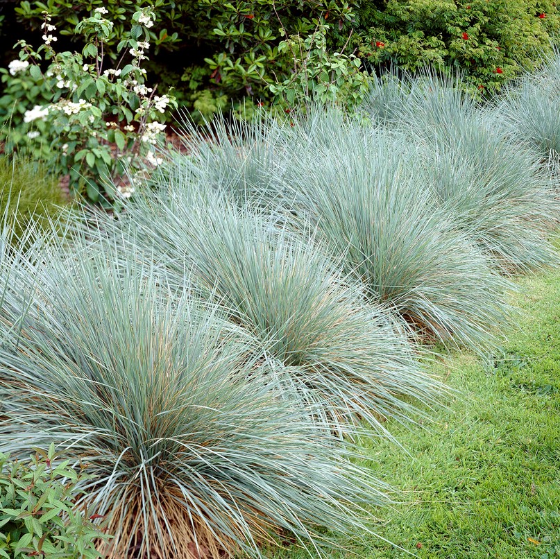 Helictotrichon sempervirens, Silverhavre