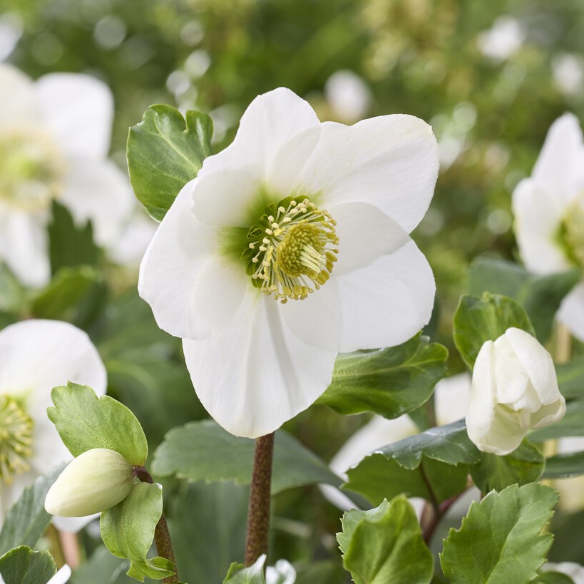 Helleborus Christmas Carol