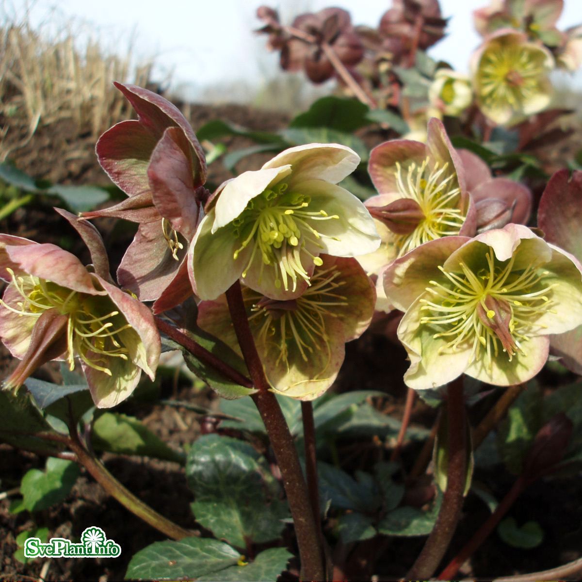 Julros - Perenner - Trädgårdsväxter - Växter