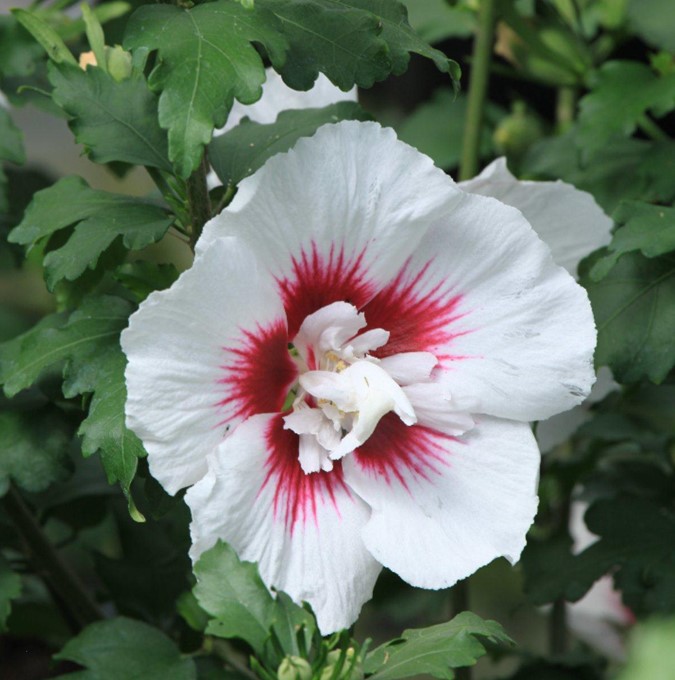 Hibiscus syriacus Helene, Frilandshibiskus, C5