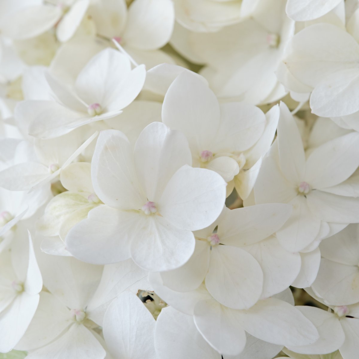 Vipphortensia - Buskar - Trädgårdsväxter - Växter