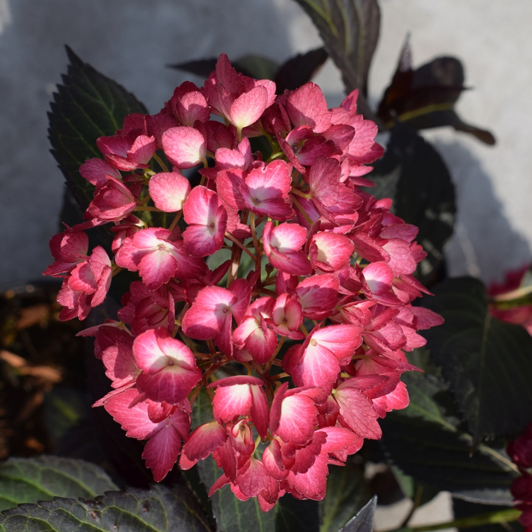 Trädgårdshortensia - Buskar - Trädgårdsväxter