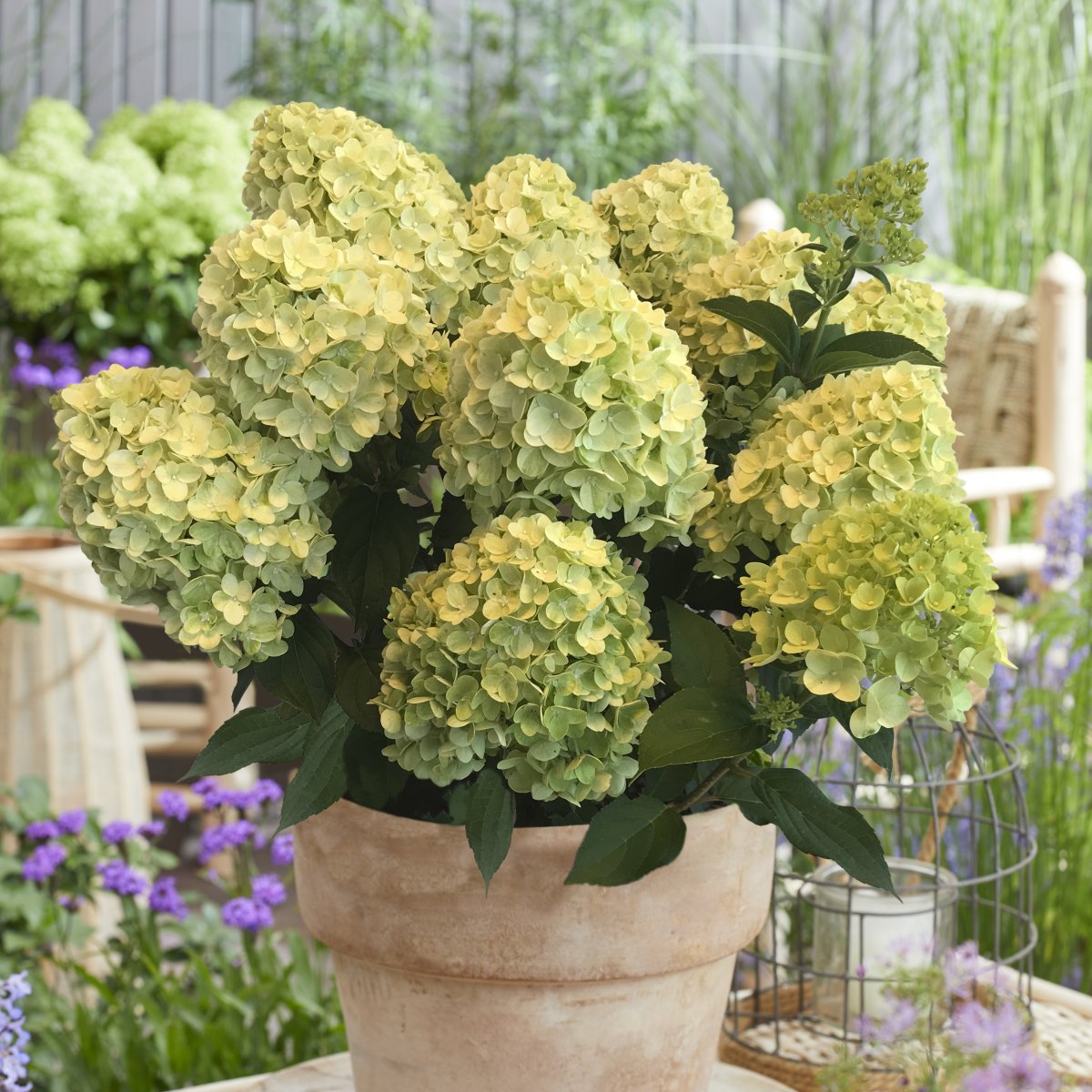 Vipphortensia - Buskar - Trädgårdsväxter - Växter