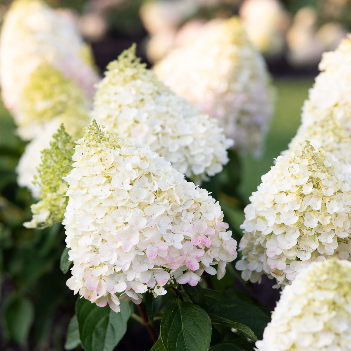 Vipphortensia - Buskar - Trädgårdsväxter - Växter