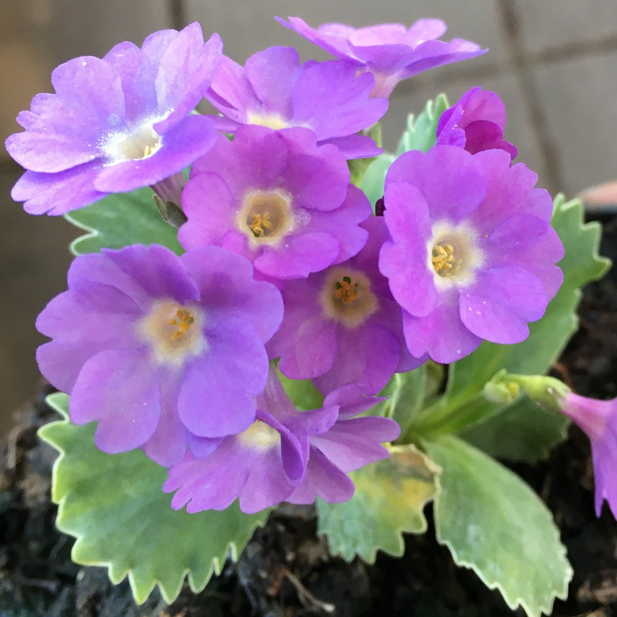 Primula marginata Linda Pope, Dvärgaurikel, P9cm