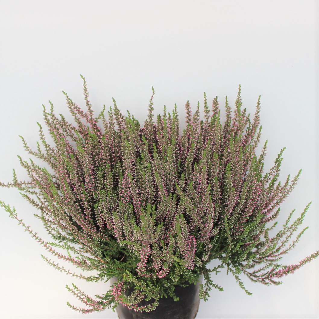 Ljung Calluna XL Rosa - Höstväxter - Säsong - Växter