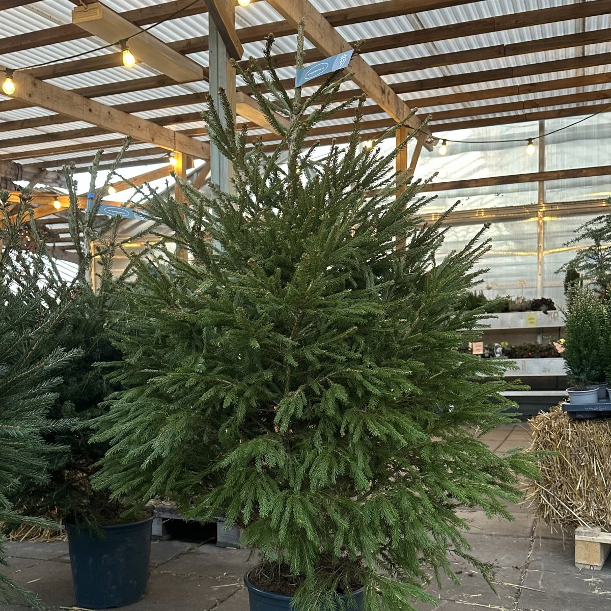 Rödgran i kruka - Julblommor - Jul