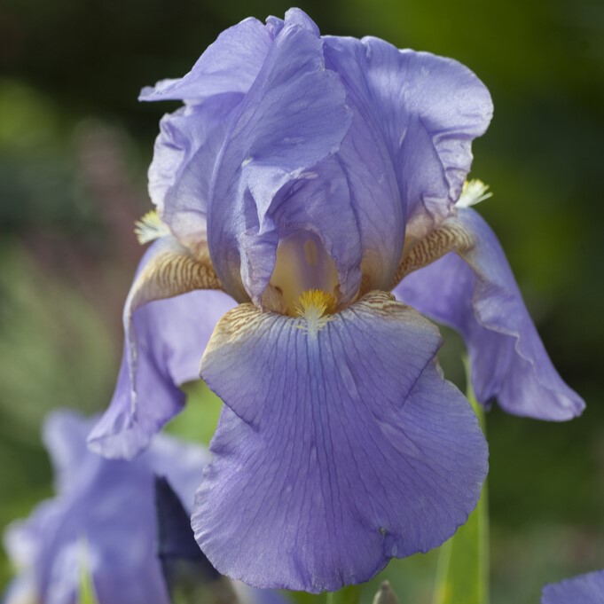 Trädgårdsiris - Perenner - Trädgårdsväxter - Växter