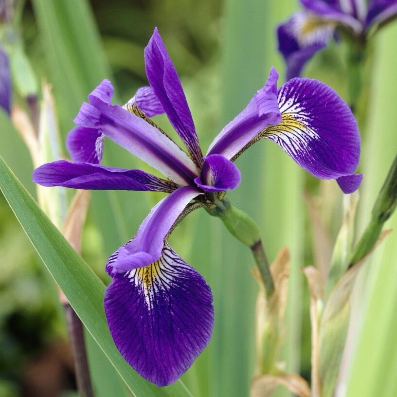 Mellanflaggiris - Perenner - Trädgårdsväxter
