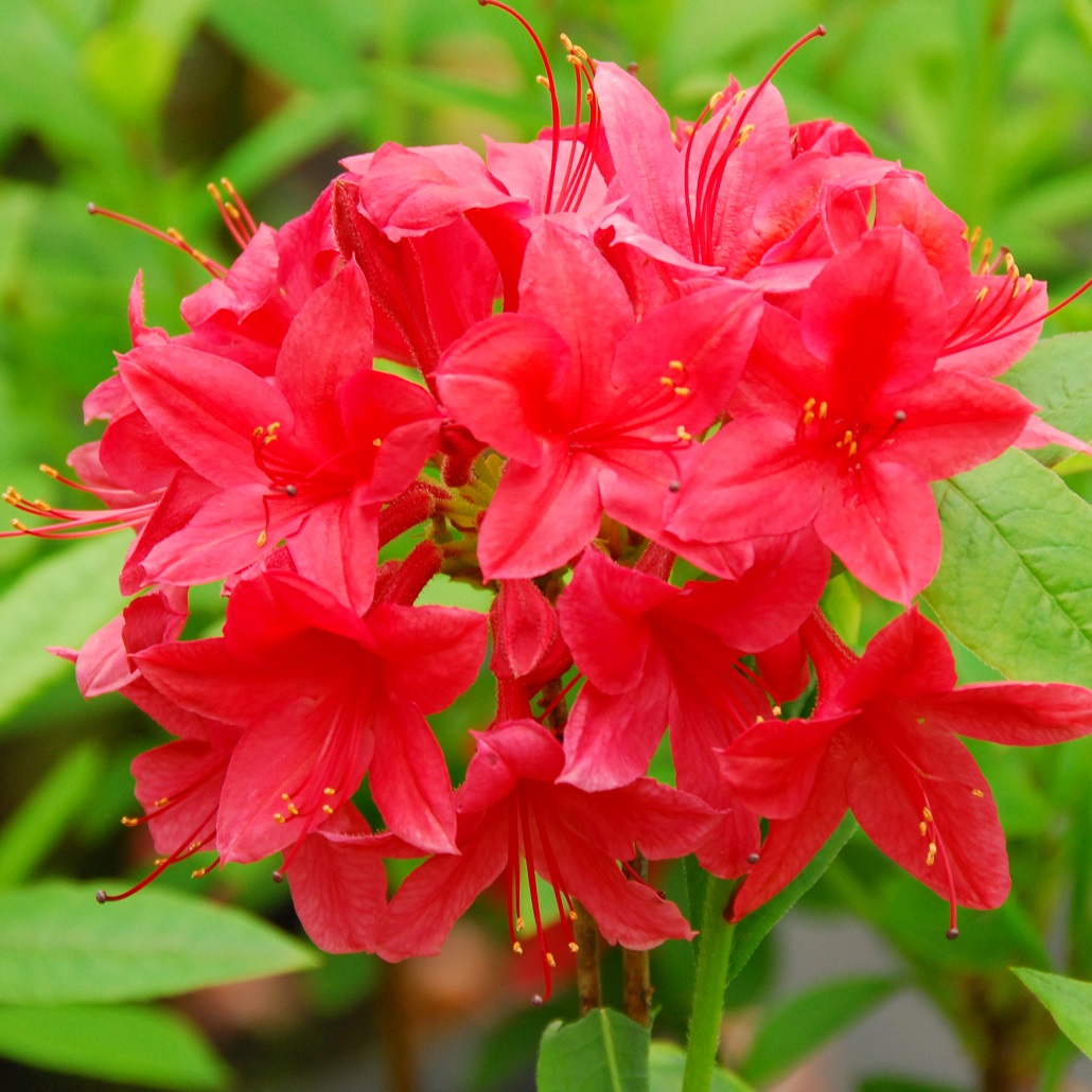 Sommar Azalea - Rhododendron & Azalea
