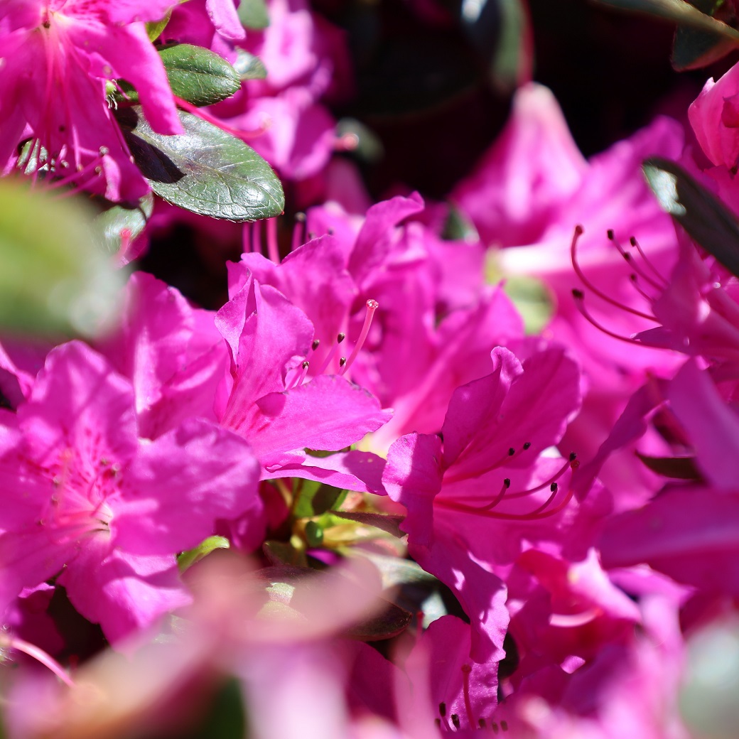 Japansk Azalea - Rhododendron & Azalea