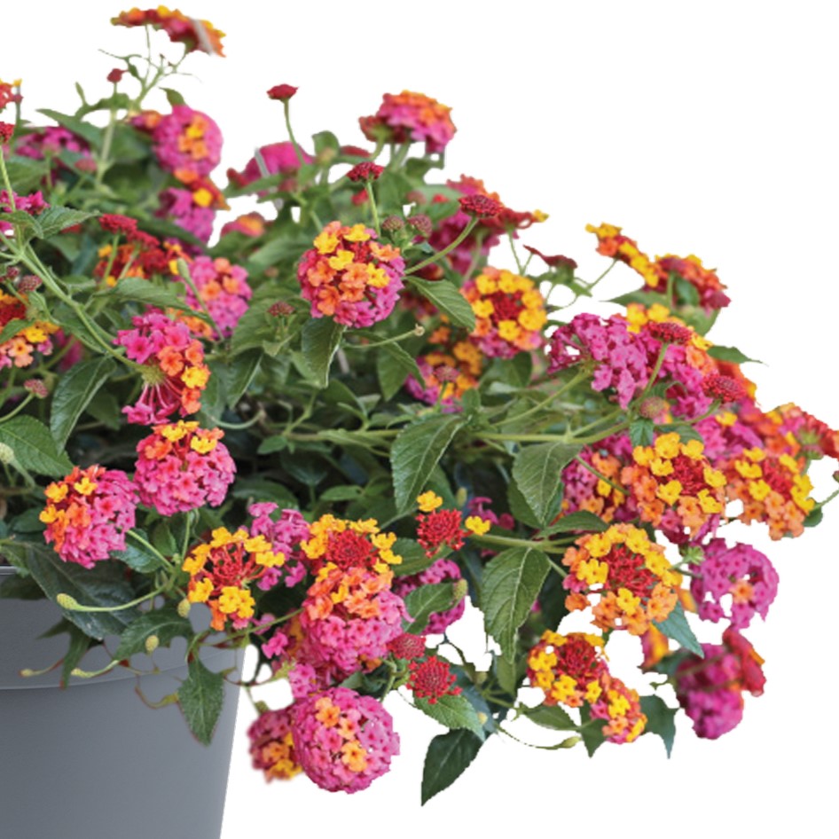 Eldkrona, Stickling 3-pack - Övriga sommarblommor