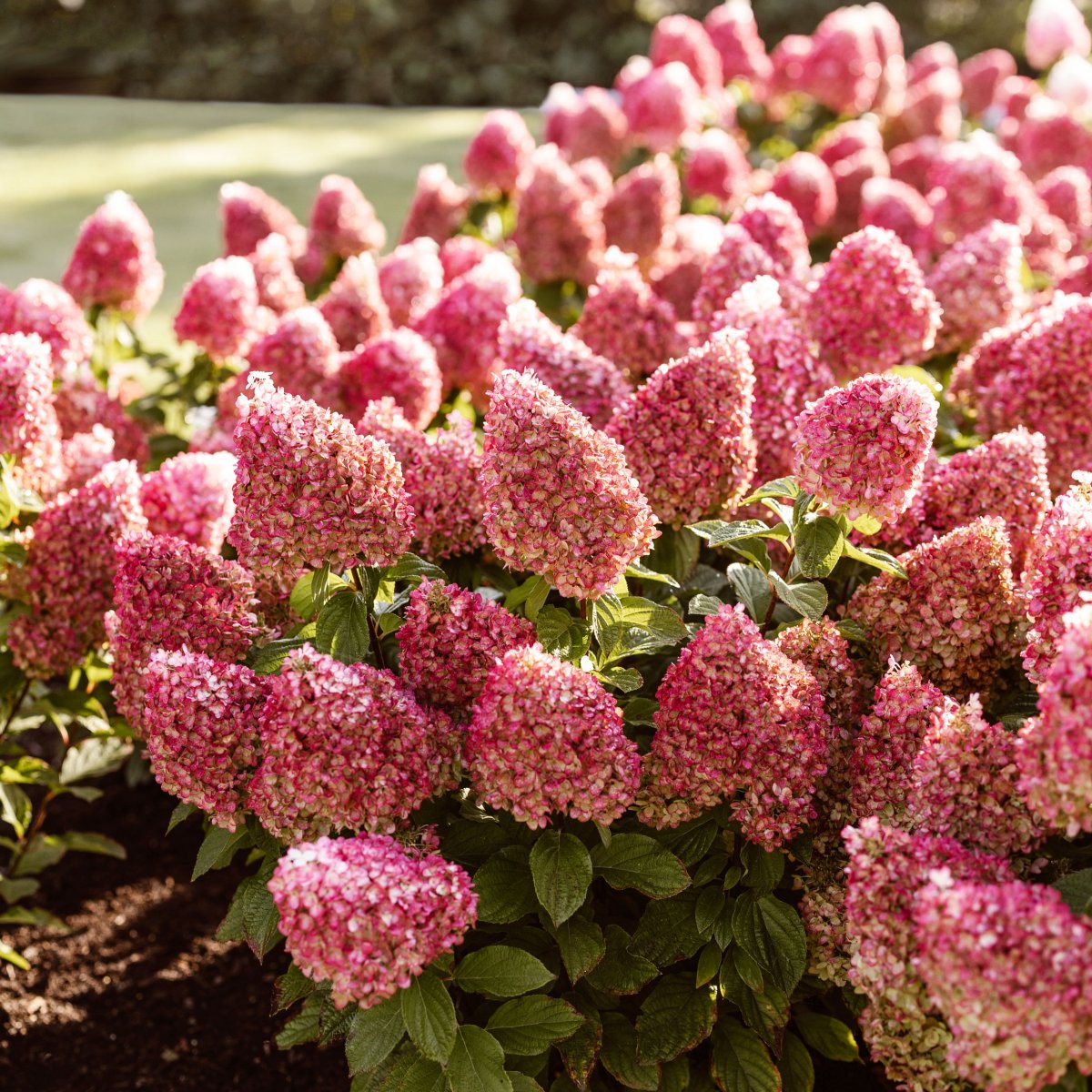 Vipphortensia - Buskar - Trädgårdsväxter - Växter