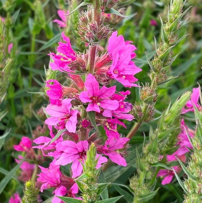 Lythrum salicaria Morden Pink, Fackelblomster