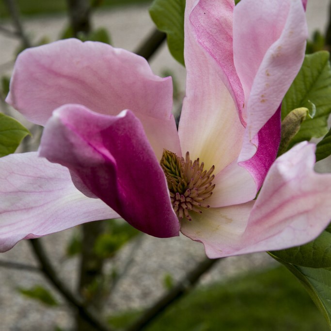 Magnolia - Buskar - Trädgårdsväxter - Växter