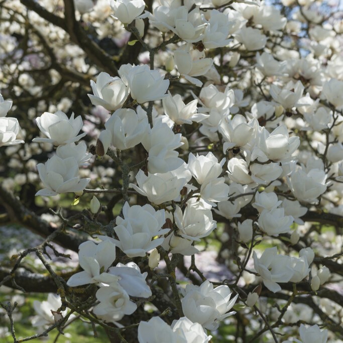 Yulanmagnolia - Buskar - Trädgårdsväxter - Växter