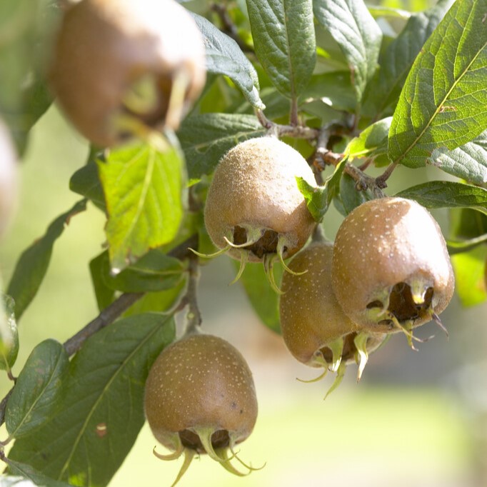 Mispel - Övriga fruktträd - Fruktträd