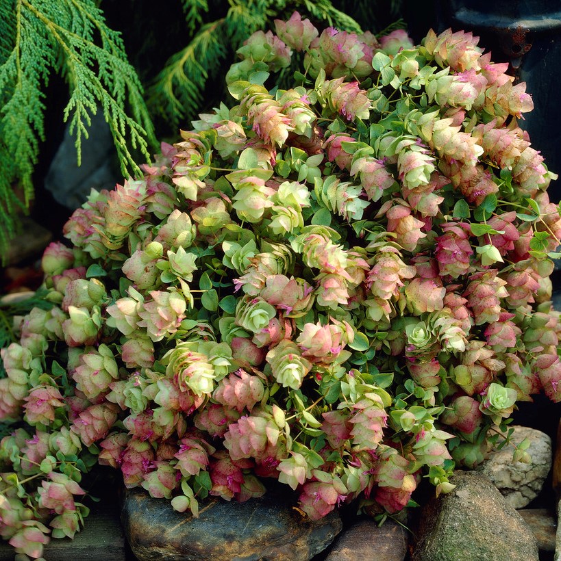 Origanum rotundifolium Bellissimo ®, Mejram, P9cm