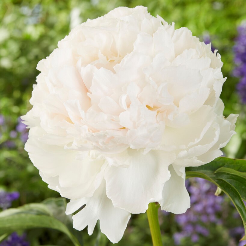 Paeonia lactiflora Brother Chuck, Luktpion, C3