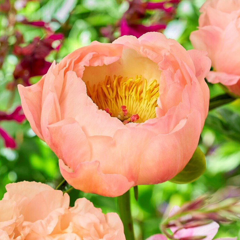 Paeonia hybr. King´s Day, Pion, (höstleverans)