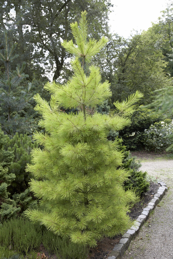 Pinus strobus Louie, Nordamerikansk vittall