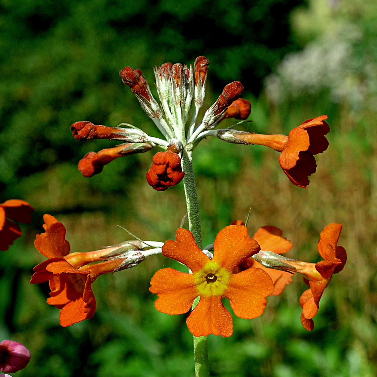 Gul Våningsviva - Perenner - Trädgårdsväxter