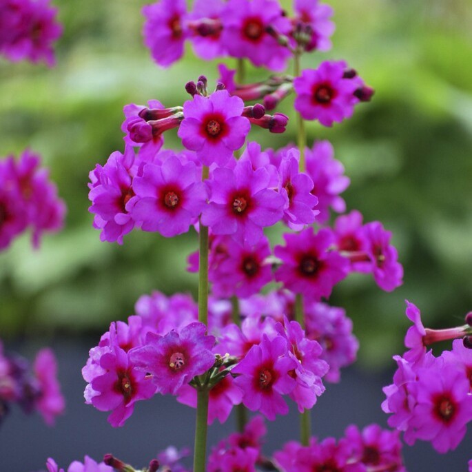 Japansk Viva - Perenner - Trädgårdsväxter - Växter