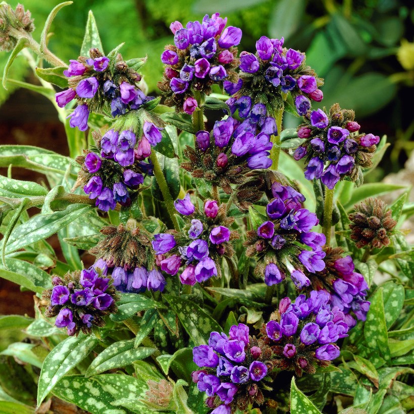 Pulmonaria longifolia Bertram Anderson/E.B. Anderson, Långbladig ...