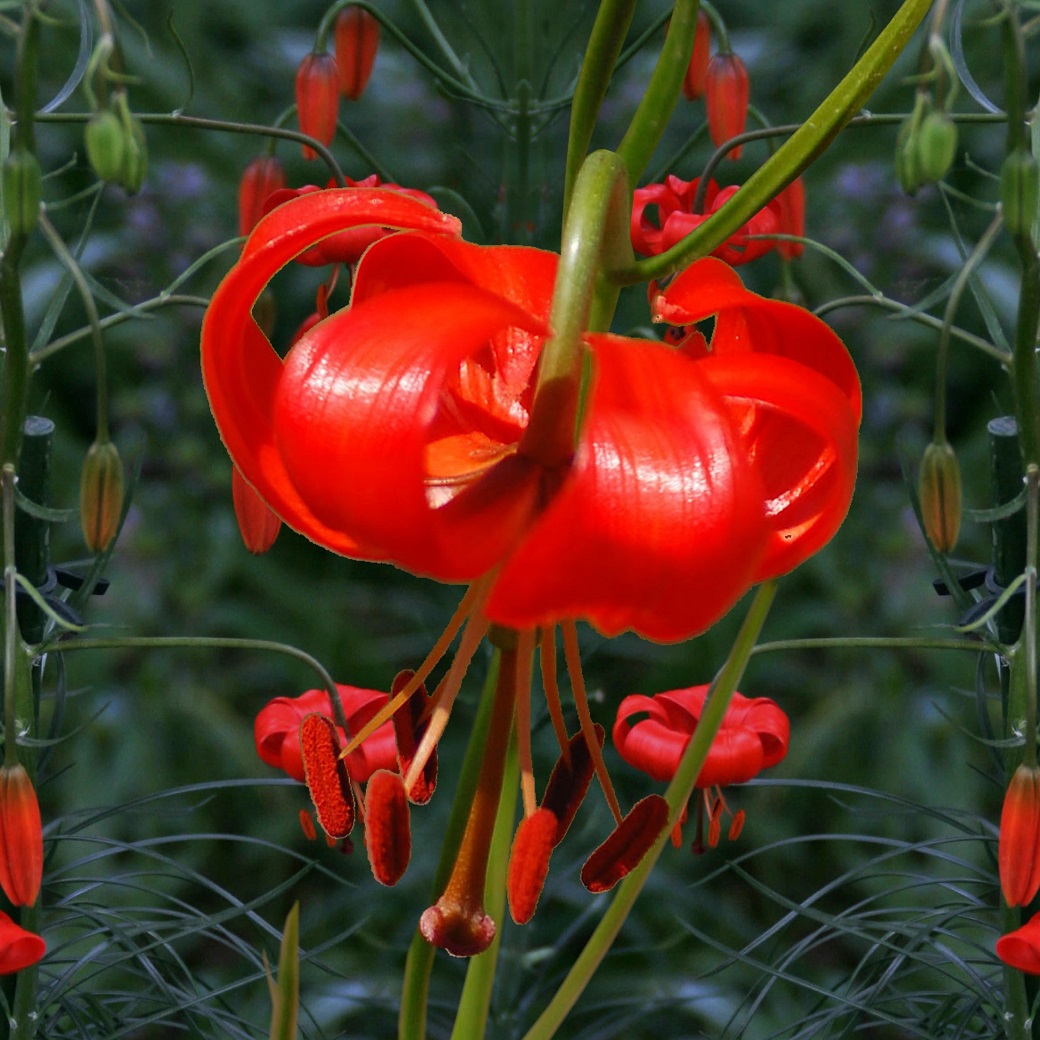 Korall Lilja pumilum (tenuifolium) 3st - Övriga
