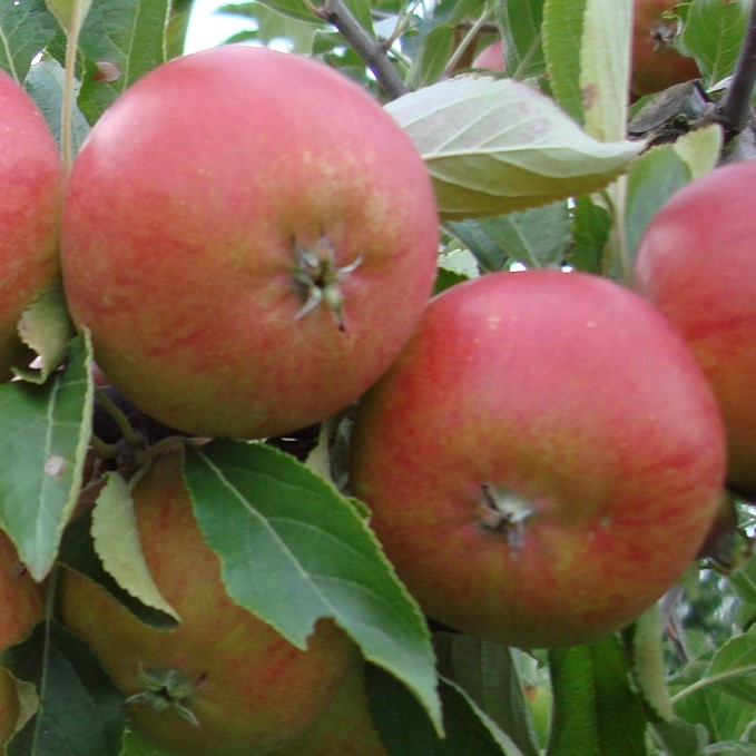 Cideräpple, Stoke Red, stam M111 2 års co