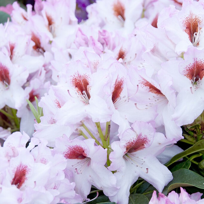 Rododendron - Rhododendron & Azalea