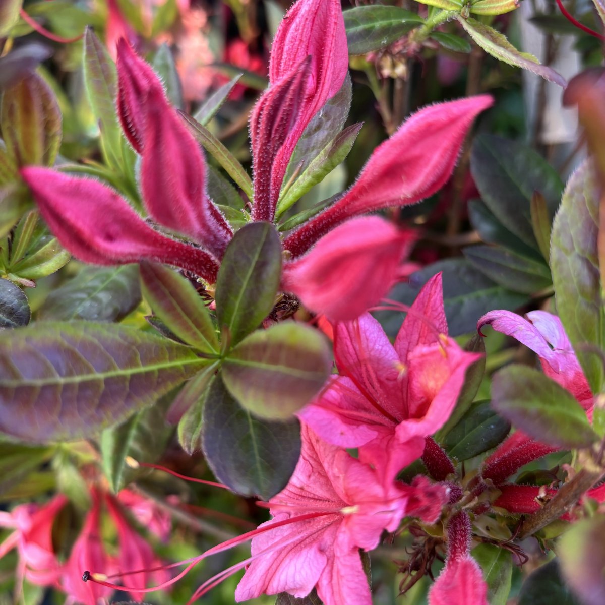Sommar Azalea - Rhododendron & Azalea