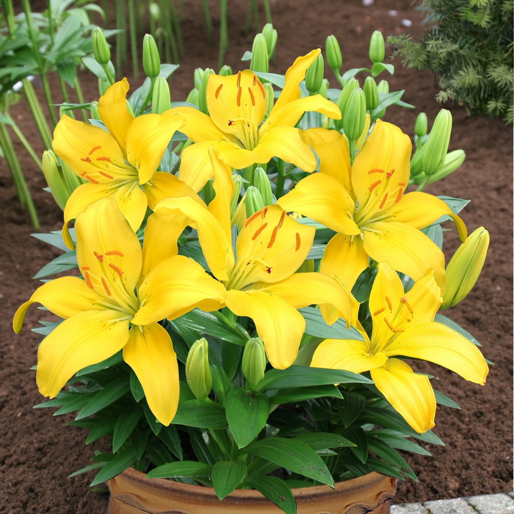 Asiatisk Lilja Rio de Janeiro 3st - Asiatisk Lilja