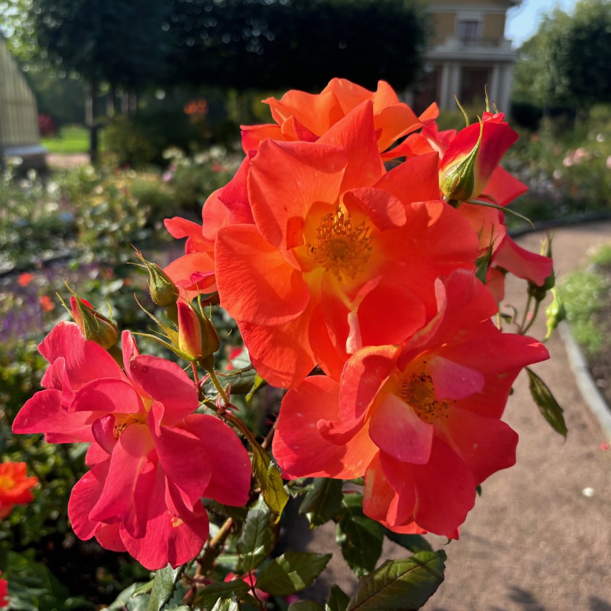 Klätterros - Klätterrosor - Rosor - Trädgårdsväxter