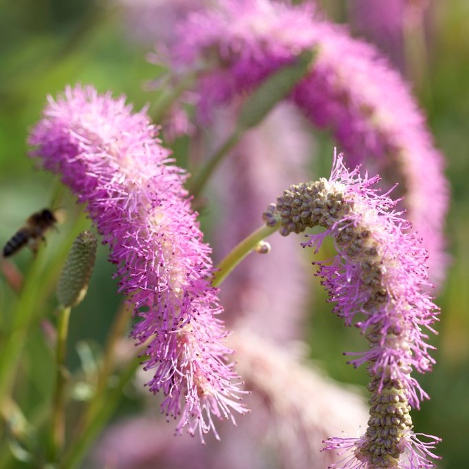 Sanguisorba hakusanensis Lilac Squirrel, Nickpimpinell