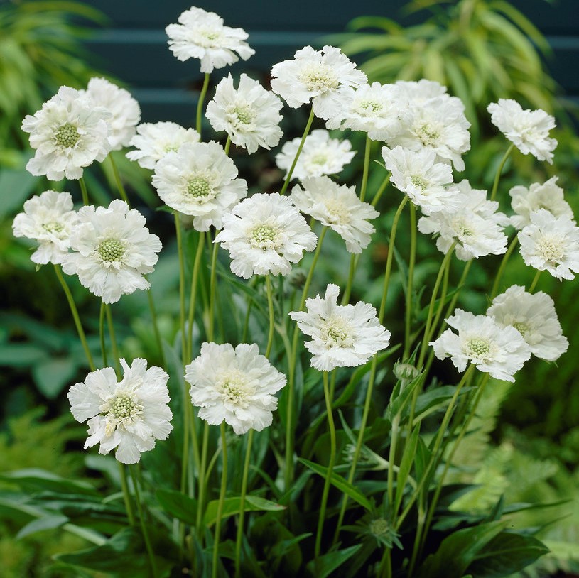 Scabiosa caucasica Fama White, Höstvädd - Perenner