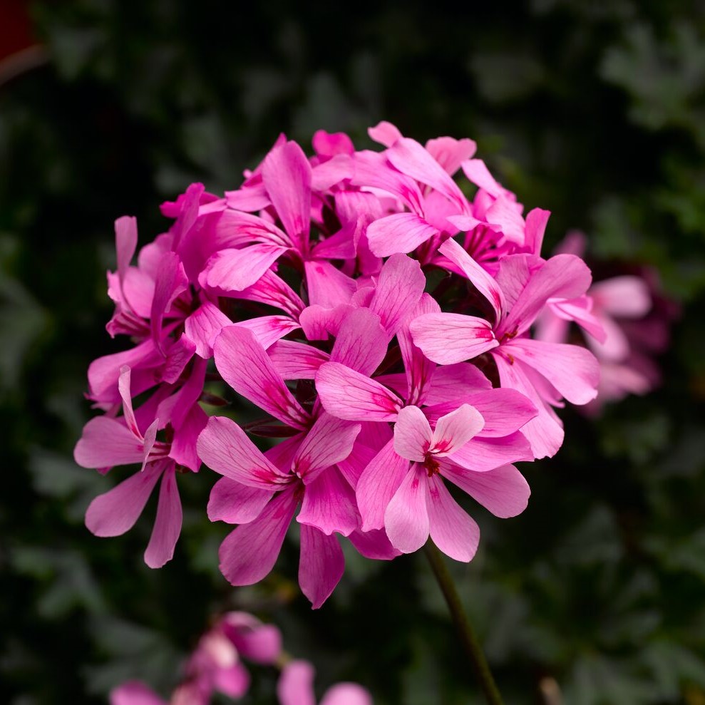 Hängpelargon Calliope ® Cascade Dark Pink, kruka